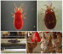 Poux Rouges – Elevage de la Baille - Matériel et accessoires pour ...